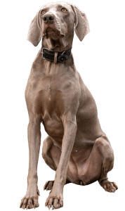 ATP-600 Pro - ALTEC industrial identification NV